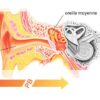 Fonctionnement de l'oreille : tout savoir sur le système auditif