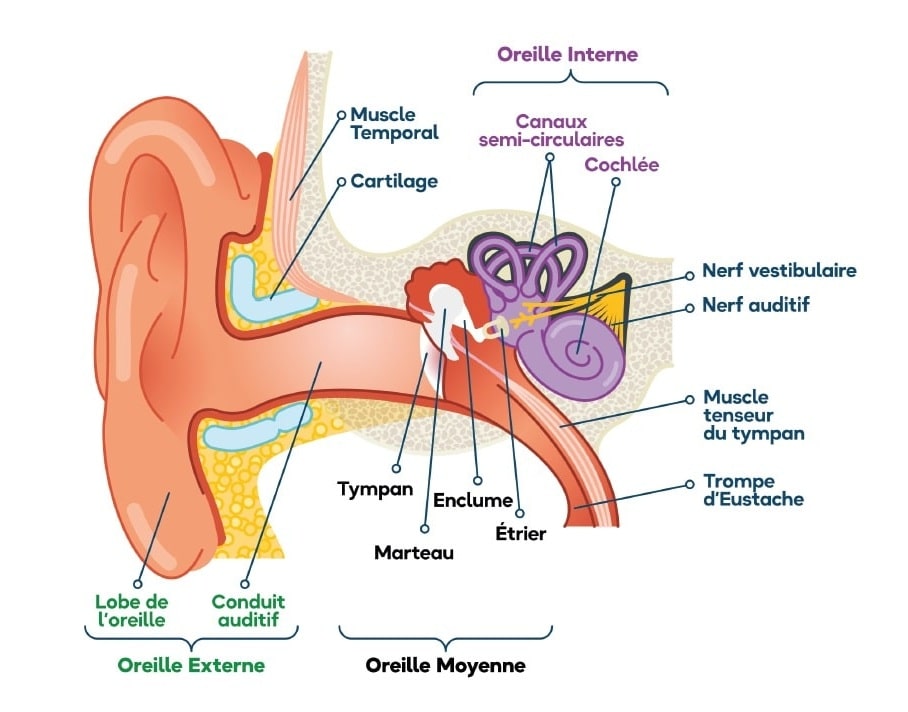 Fonctionnement de l'oreille : tout savoir sur le système auditif